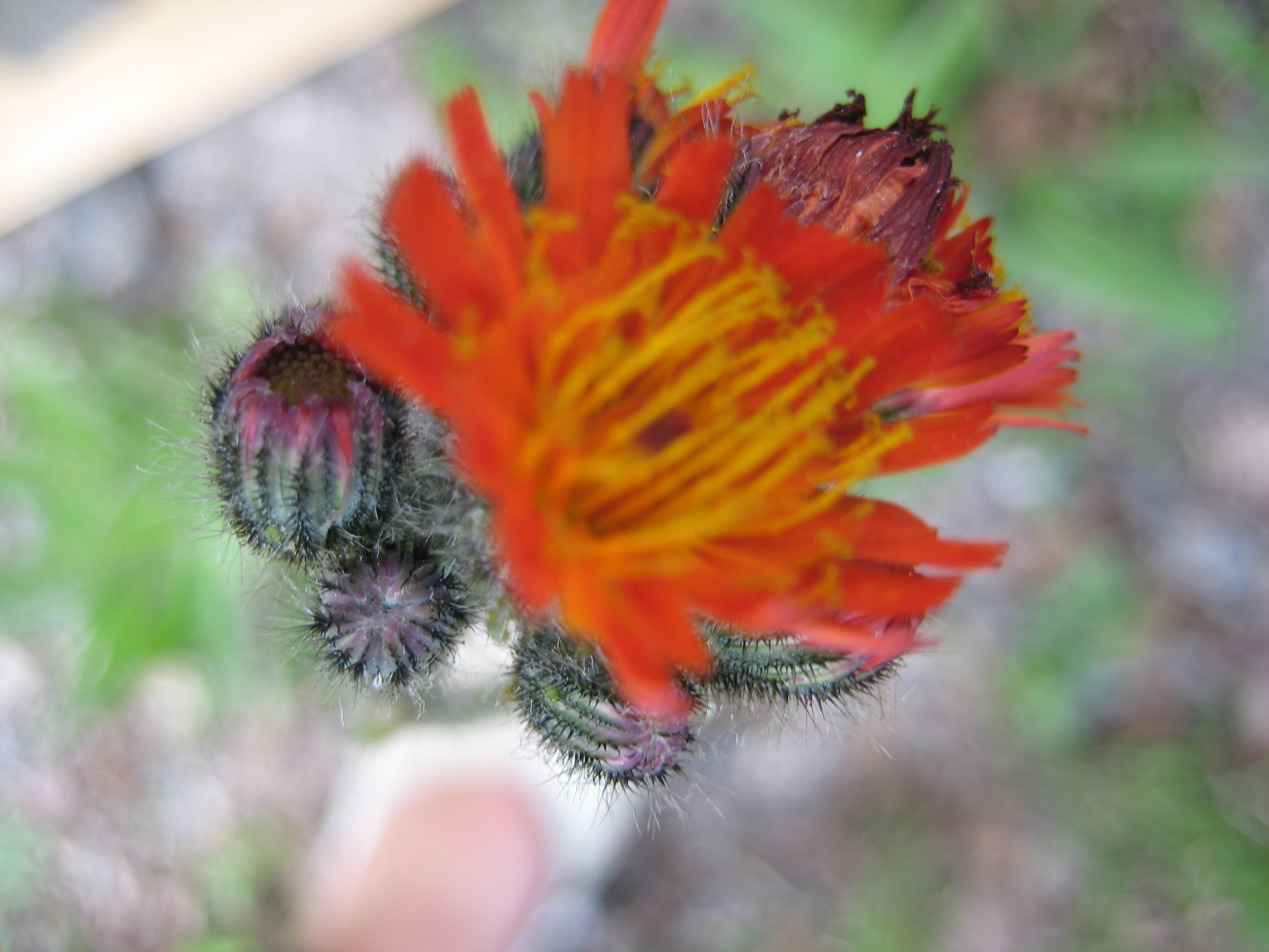 Okänd blomma | Odla.nu