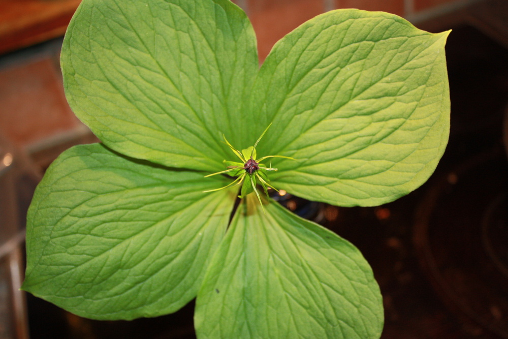 Vad för blomma? | Odla.nu