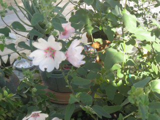 Vilken slags malva | Odla.nu