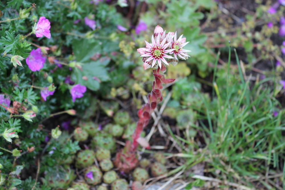 Vad är detta för blomma? | Odla.nu