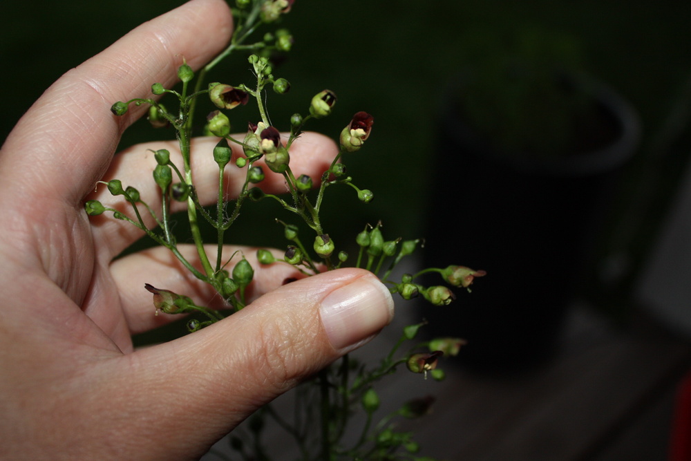 Vilken blomma? | Odla.nu