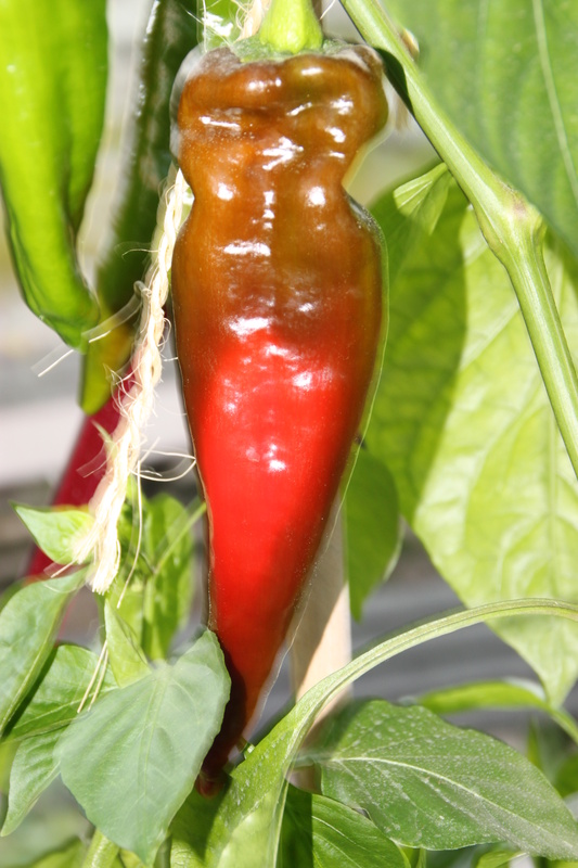 Färger på spetspaprika | Odla.nu