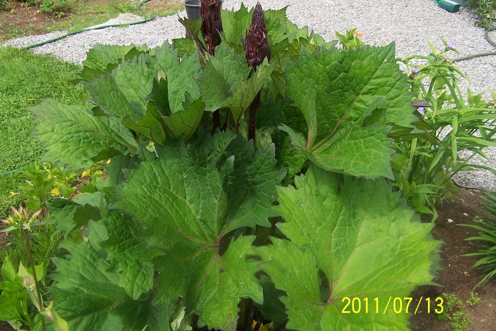 Vad är detta? | Odla.nu