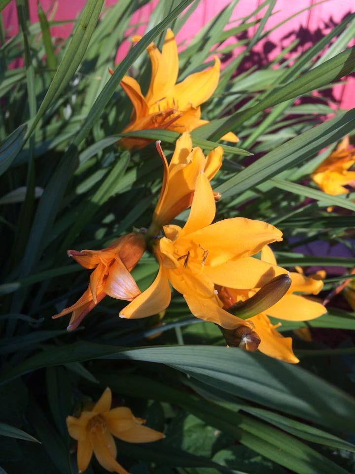 Namnet tack! | Odla.nu