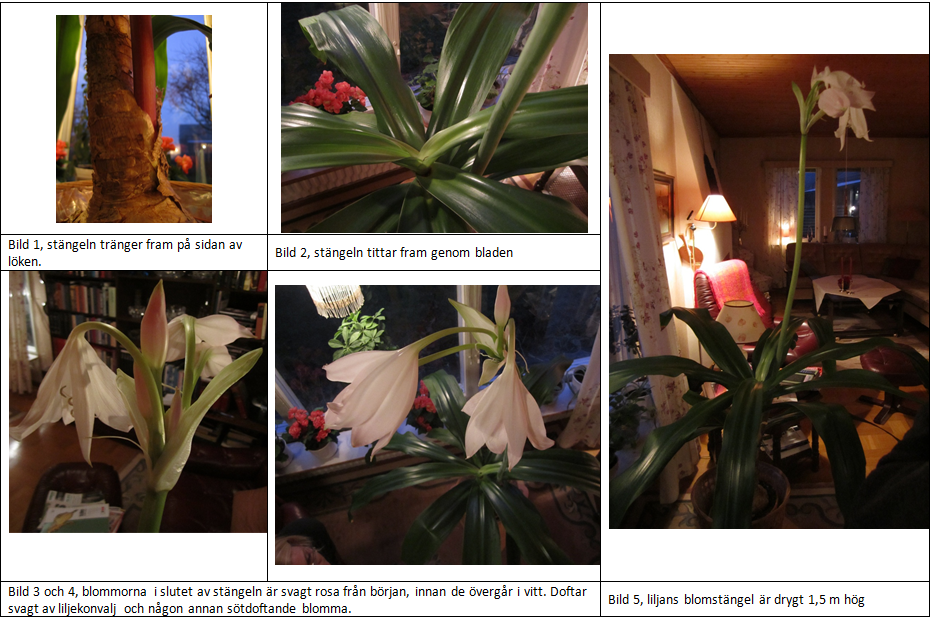 Vilken sorts lilja? | Odla.nu