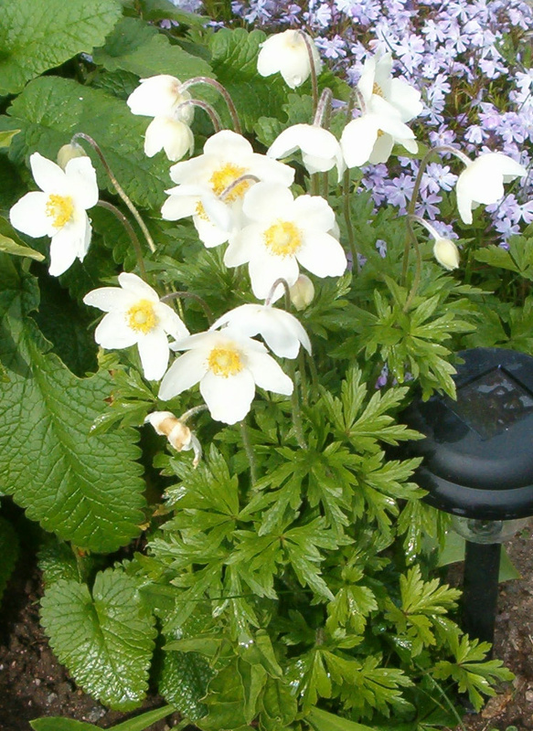 Vilken blomma? | Odla.nu