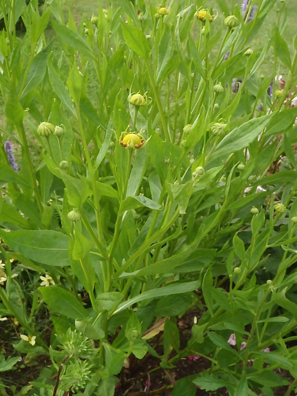 Okänd blomma | Odla.nu