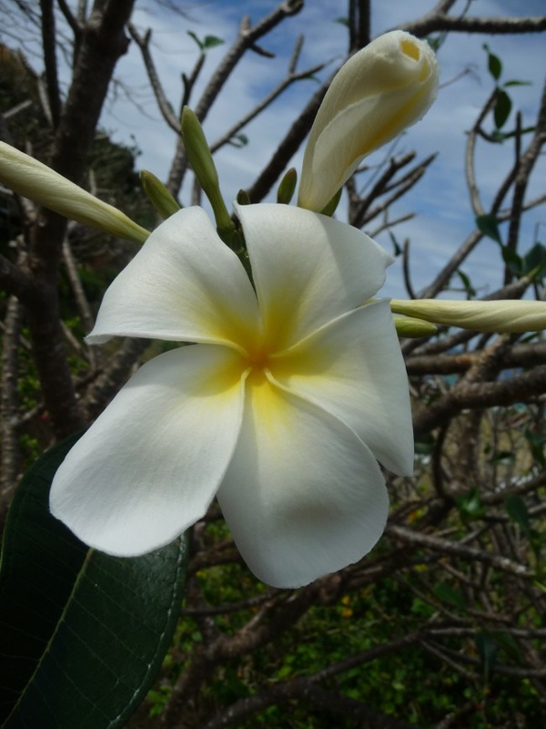 Blomma från Fiji | Odla.nu