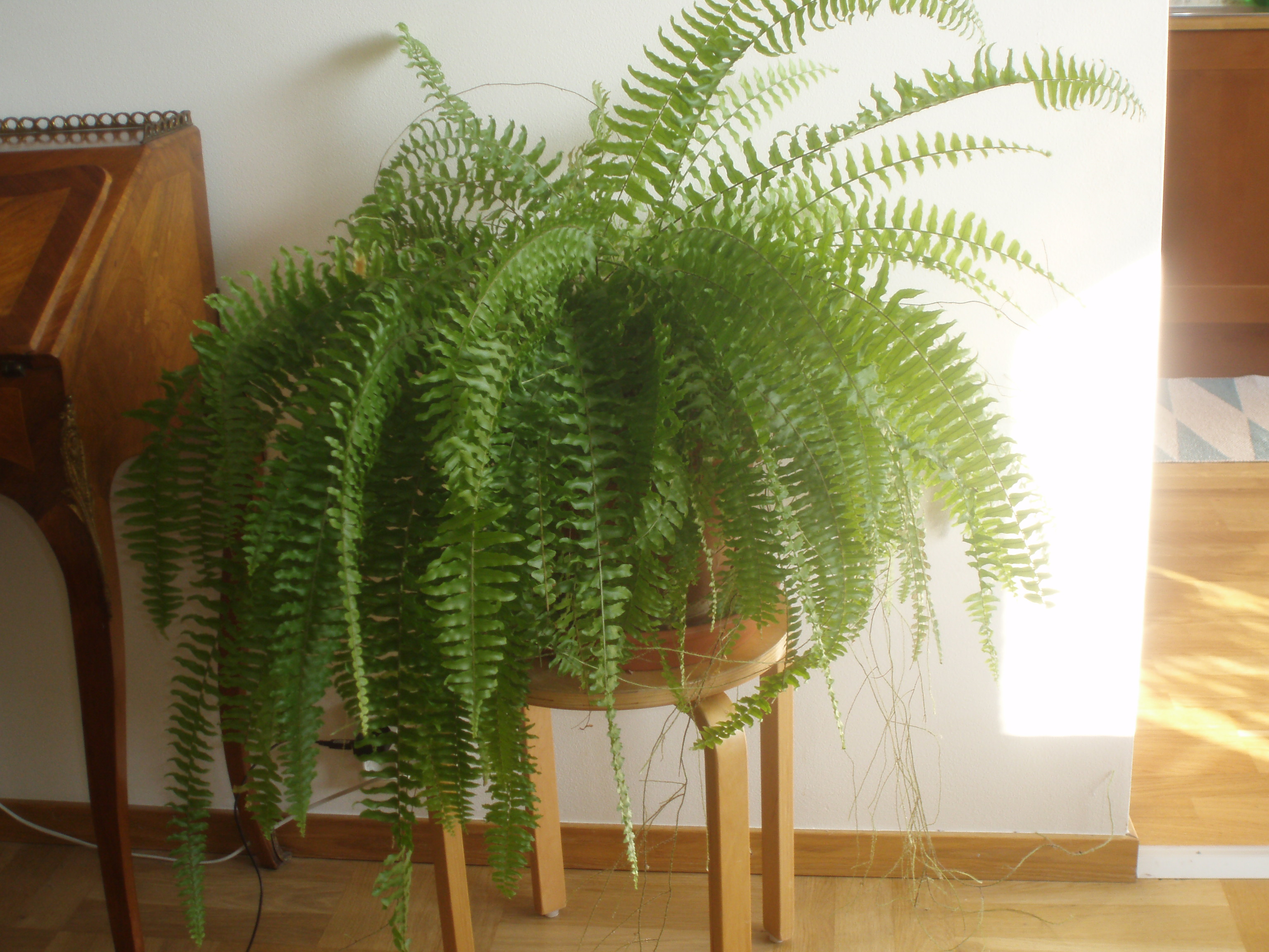 Ormbunke med långa 'rotskott' | Odla.nu