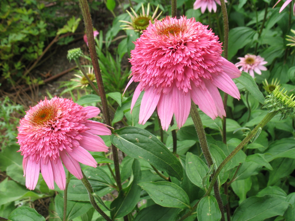 Rosa blomma med många blad | Odla.nu