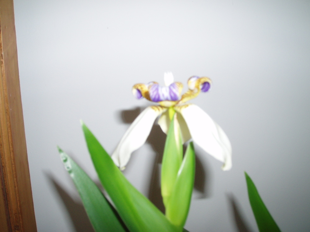 Är denna en lilja? | Odla.nu