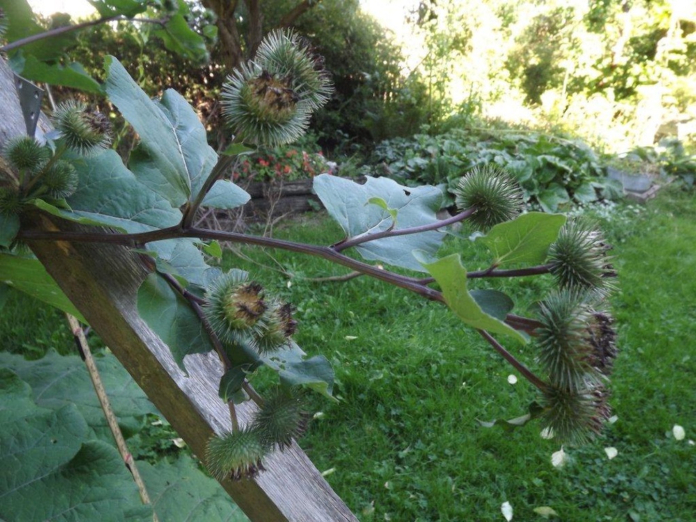 Tistel eller vad? | Odla.nu