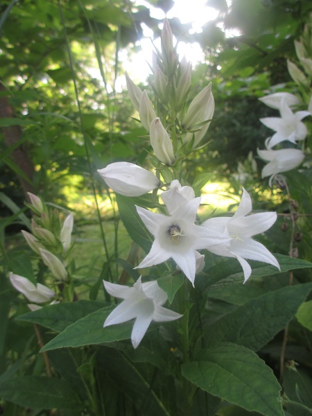 Vad är det här för blomma? | Odla.nu